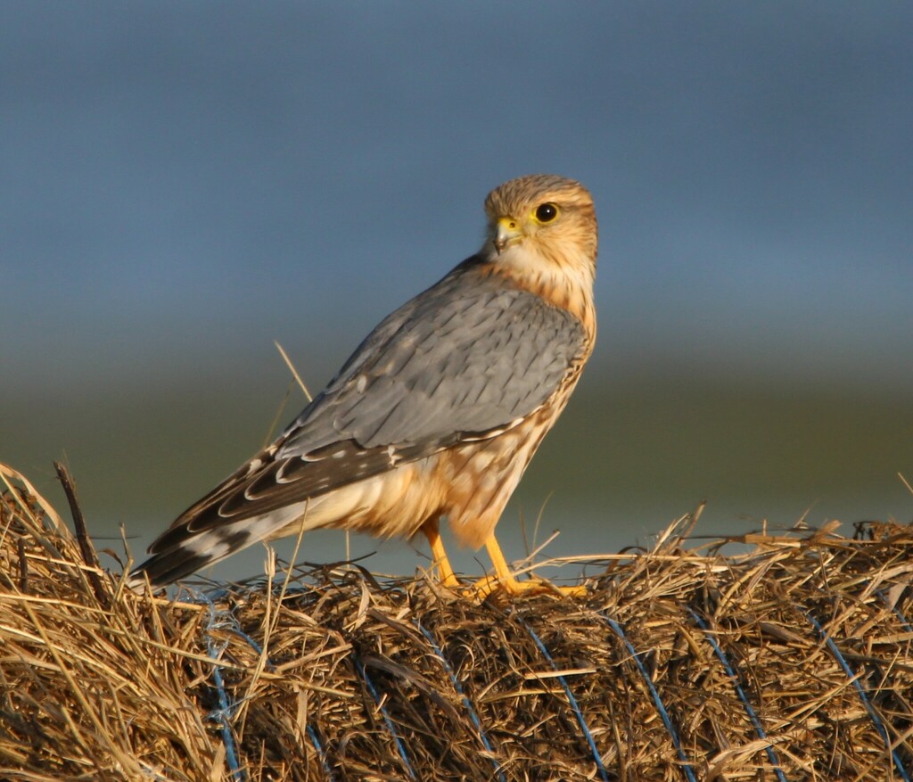 Merlin from Argyle, MB R0K, Canada on September 20, 2024 at 04:32 PM by ...