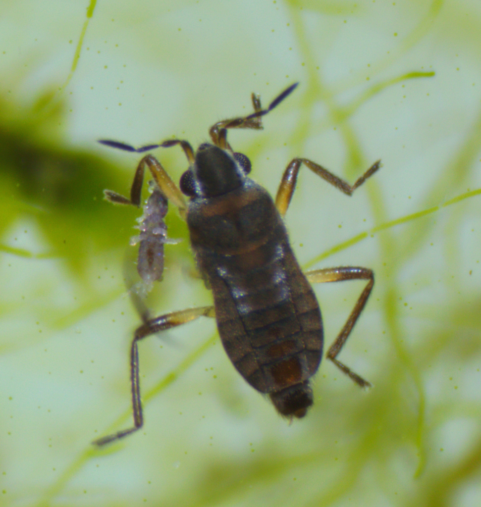 Microvelia pygmaea from Neuenheimer Feld, 69 Heidelberg ...