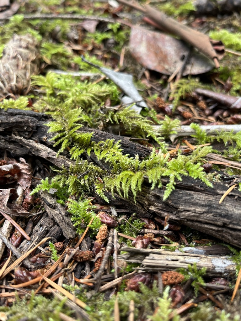 Oregon Beaked Moss from Bellevue College, Bellevue, WA, US on September ...