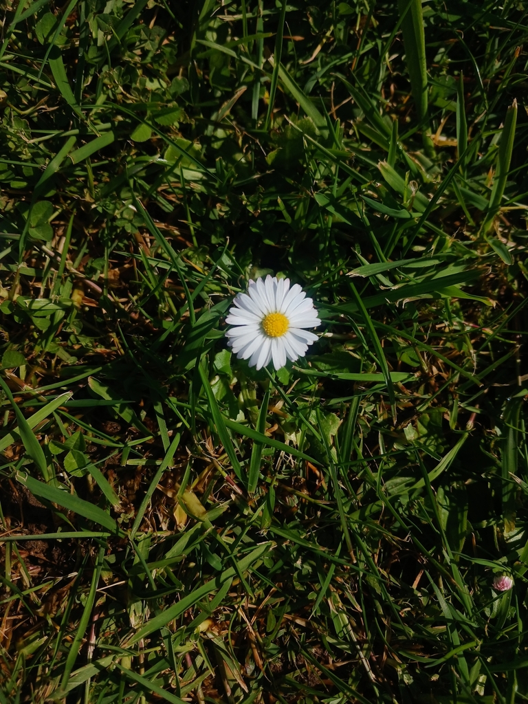 Lawn daisy from Long Bay Beach, Long Bay, Auckland 0792, New Zealand on ...