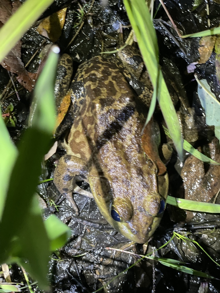 American Bullfrog from Mt Paul Rd, Oak Ridge, NJ, US on September 20 ...