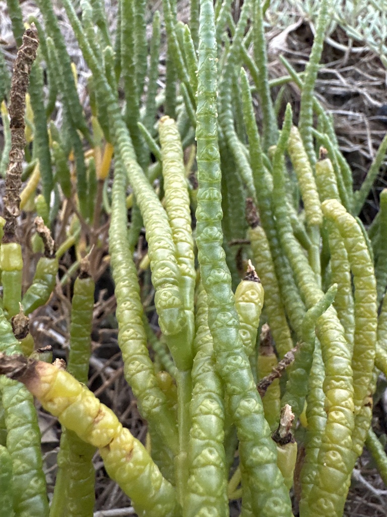 Dwarf Glasswort from Calle Marina del Sur, La Paz, B.C.S., MX on ...