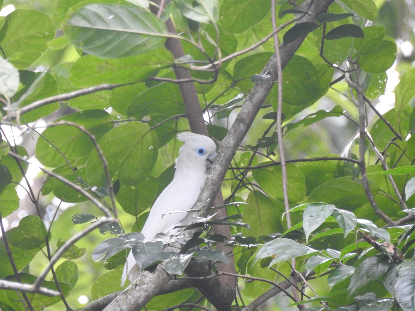 Cacatua ducorpsii Pucheran, 1853