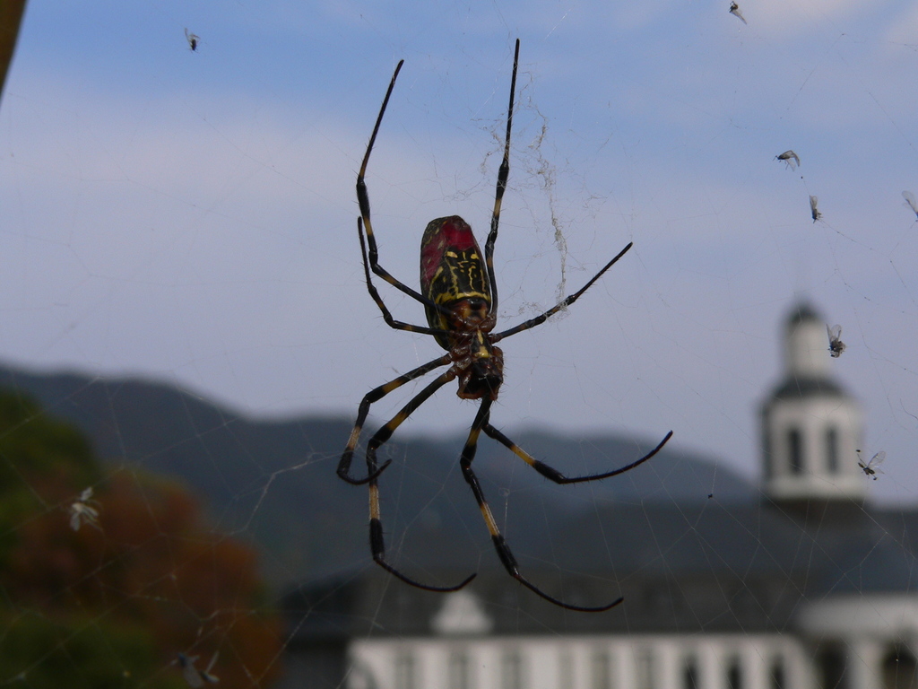 Joro Spider from Japan on November 26, 2005 at 12:24 PM by Mike ...