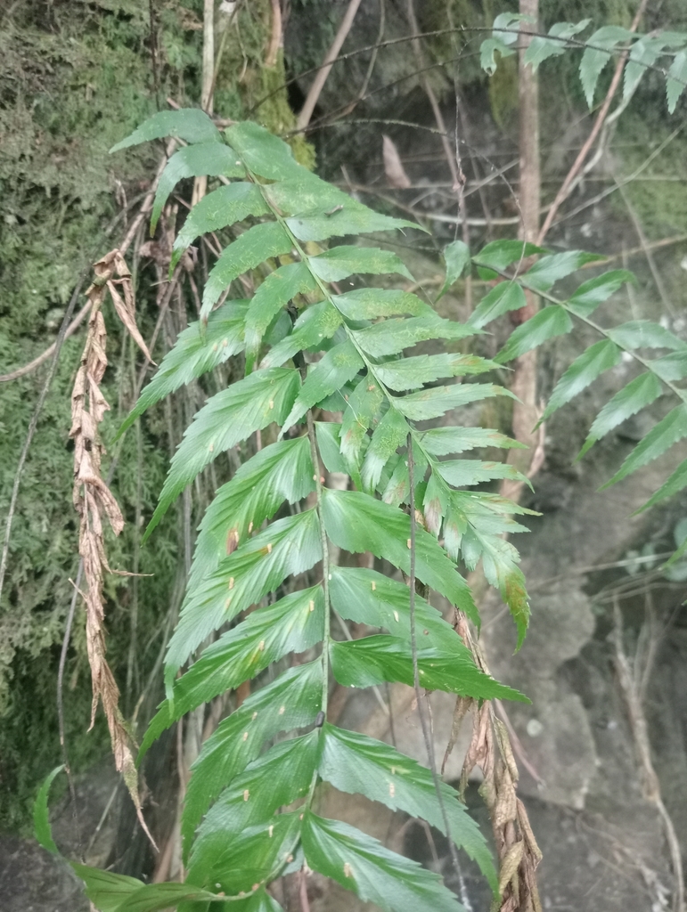 Mare's Tail Fern from Palauli, Samoa on September 20, 2024 at 12:17 PM ...