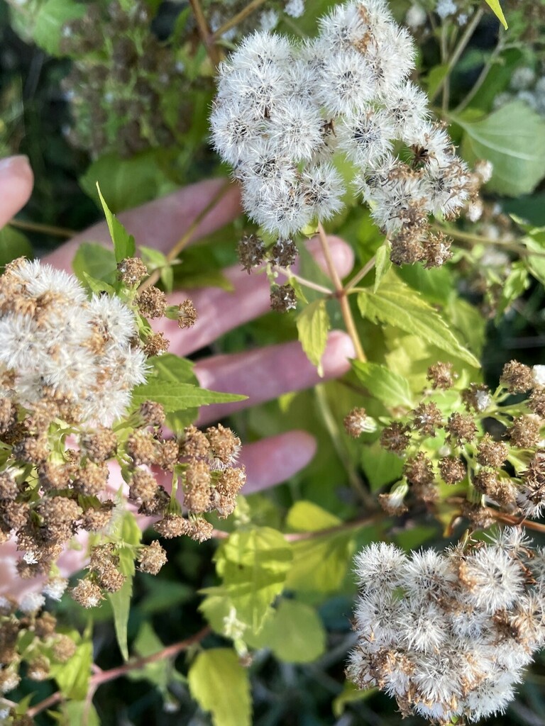 white snakeroot (Common Fall Plants of Eastern Iowa) · iNaturalist