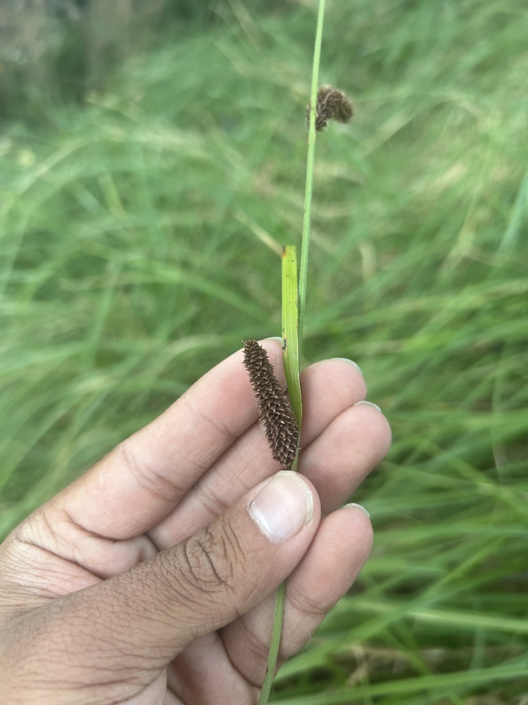 Santa Barbara sedge from Foothill Rd, Pleasanton, CA, US on September ...