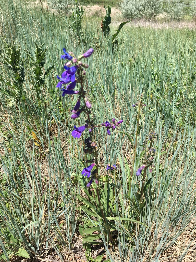 Rocky Mountain penstemon from Cherry Creek State Park, Arapahoe ...