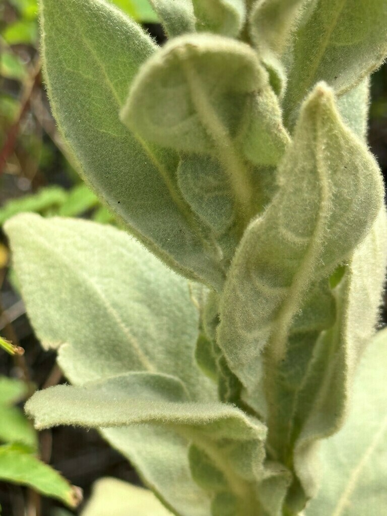 great mullein (Common Fall Plants of Eastern Iowa) · iNaturalist