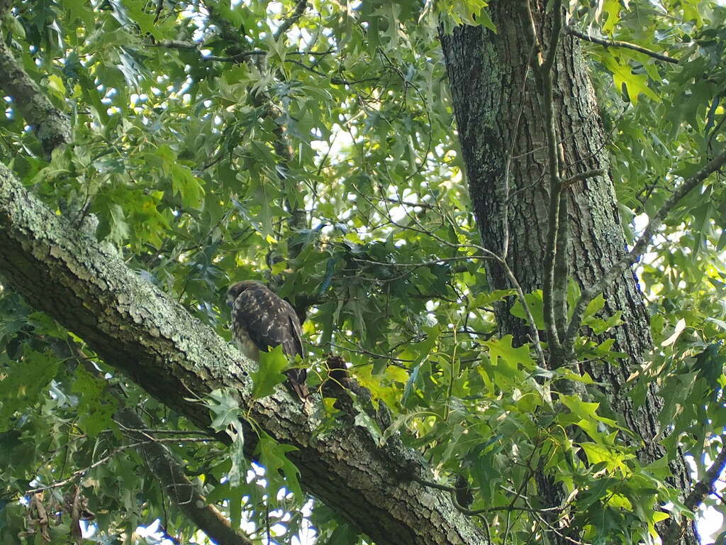 Broad-winged Hawk from Northgate Park, Durham, NC, USA on June 5, 2023 ...