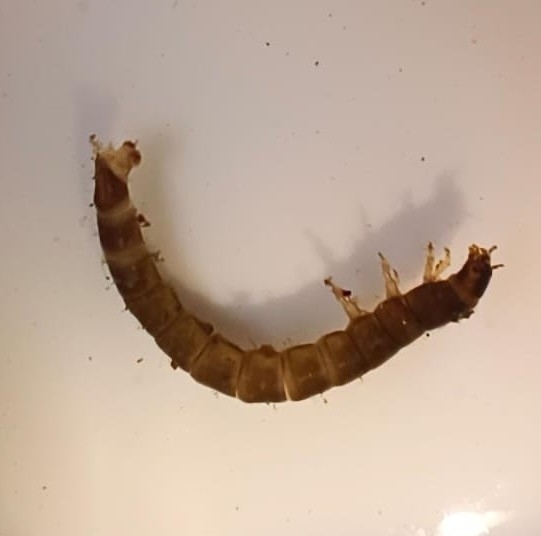 Anchytarsus from California, Santander, Colombia by Jeymmy Milena ...