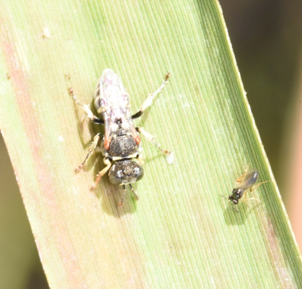Oxybelus emarginatus from Hafford, SK S0J 1A0, Canada on September 2 ...