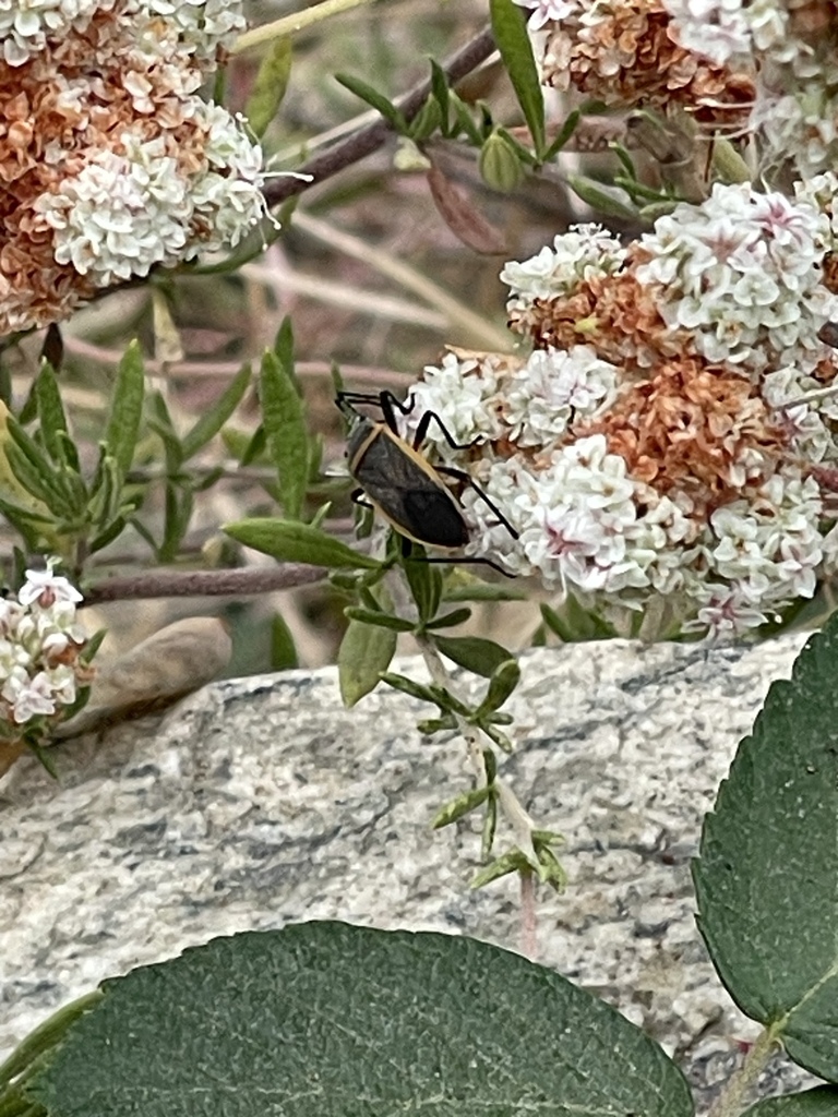 California Bordered Plant Bug from Altadena on September 20, 2024 at 03 ...