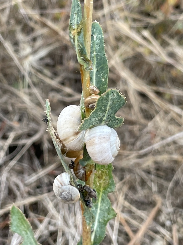 White Italian Snail from Lake Poway Rd, Poway, CA, US on September 20 ...