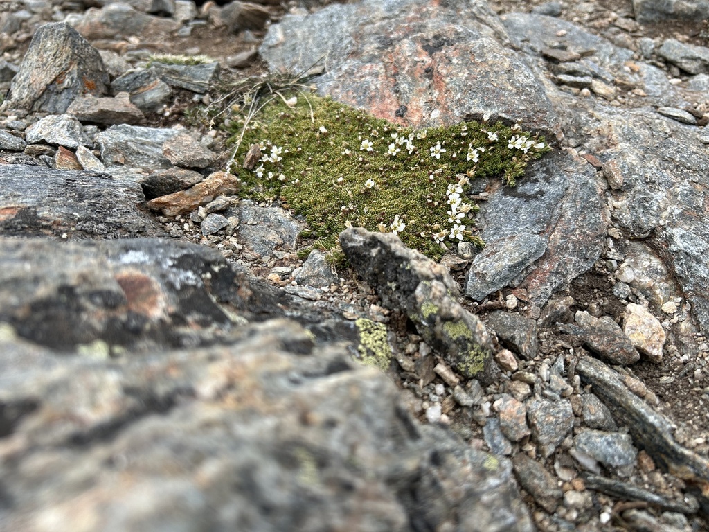 alpine sandwort from Grand Mesa Uncompahgre and Gunnison National ...