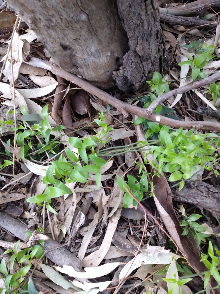 Cape Smilax from Nanneella VIC 3561, Australia on September 21, 2024 at ...