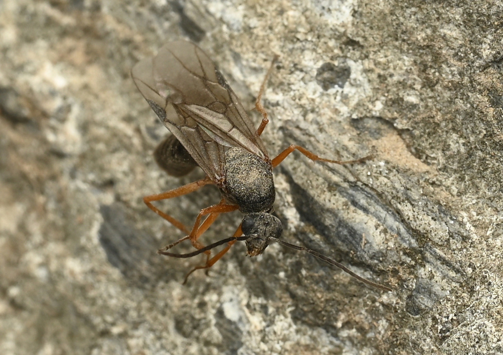 Wood, Mound, and Field Ants from 中国北京市海淀区颐和园路5号 邮政编码: 100871 on June 6 ...