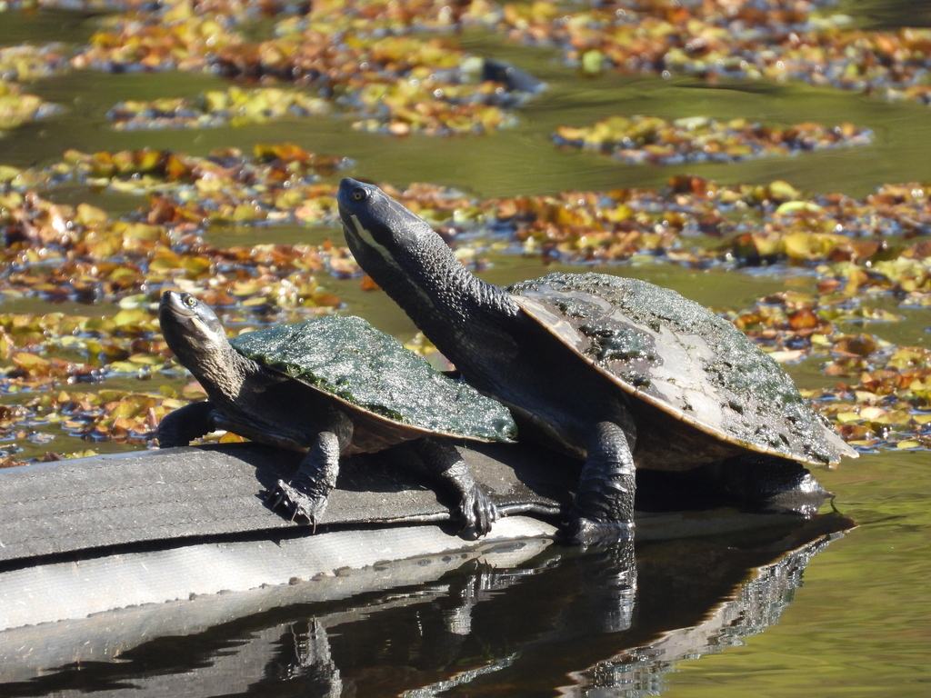 Eastern Short-necked Turtle from Gold Coast QLD, Australia on September ...