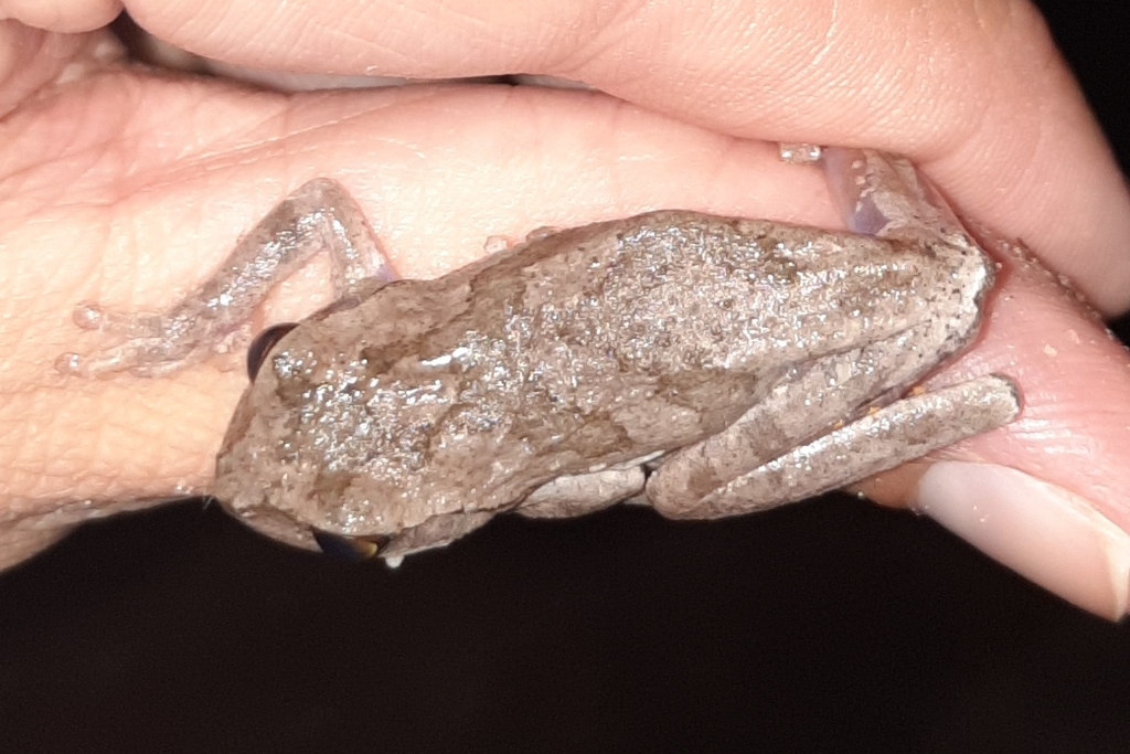 Pine Woods Tree Frog from Midway, AL 36053, USA on September 17, 2024 ...