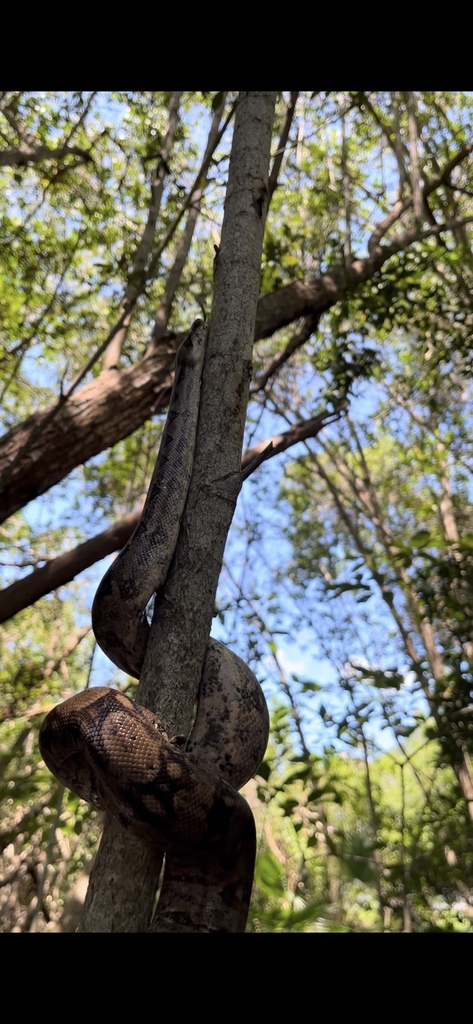 Mexican West Coast Boa Constrictor from Laguna de Juluapan, Manzanillo ...
