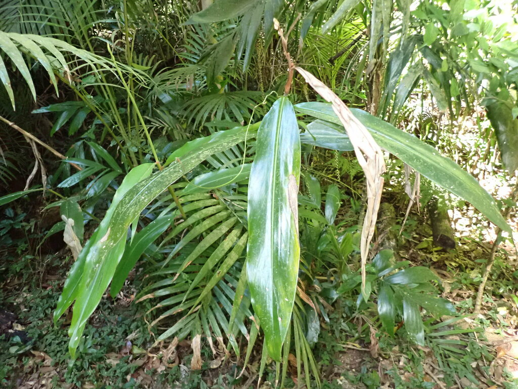 Native Ginger from Karangi NSW 2450, Australia on September 21, 2024 at ...