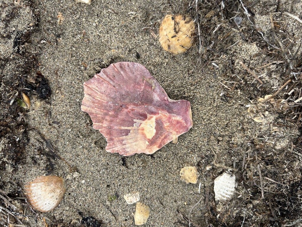 Commercial Scallop from Point Gellibrand Coastal Heritage Park ...