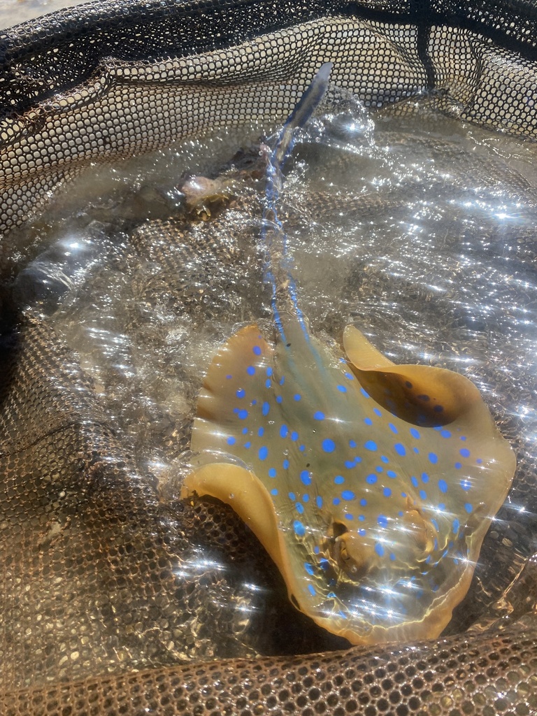 Bluespotted Fantail Ray from Indian Ocean, Nightcliff, NT, AU on ...
