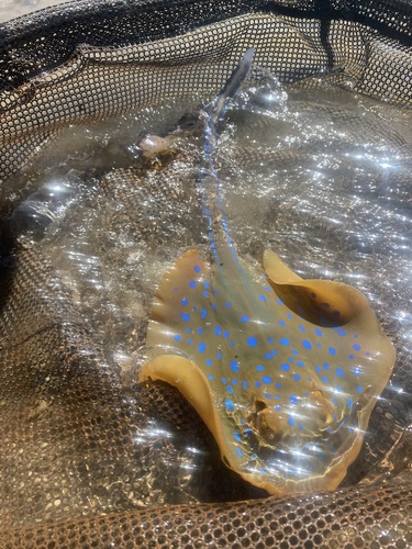 sam_amini's Identifications · iNaturalist