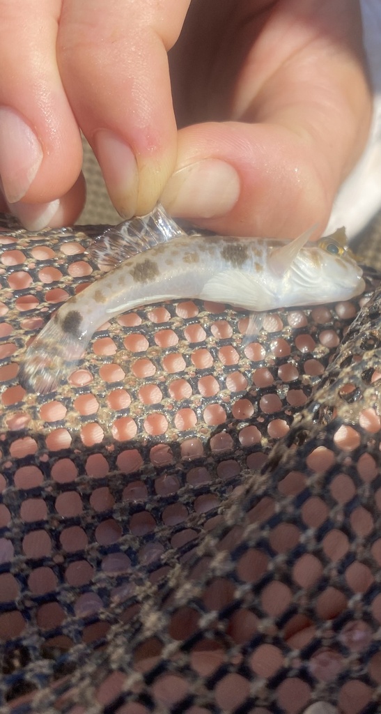 Hairfin Goby from Indian Ocean, Nightcliff, NT, AU on September 21 ...