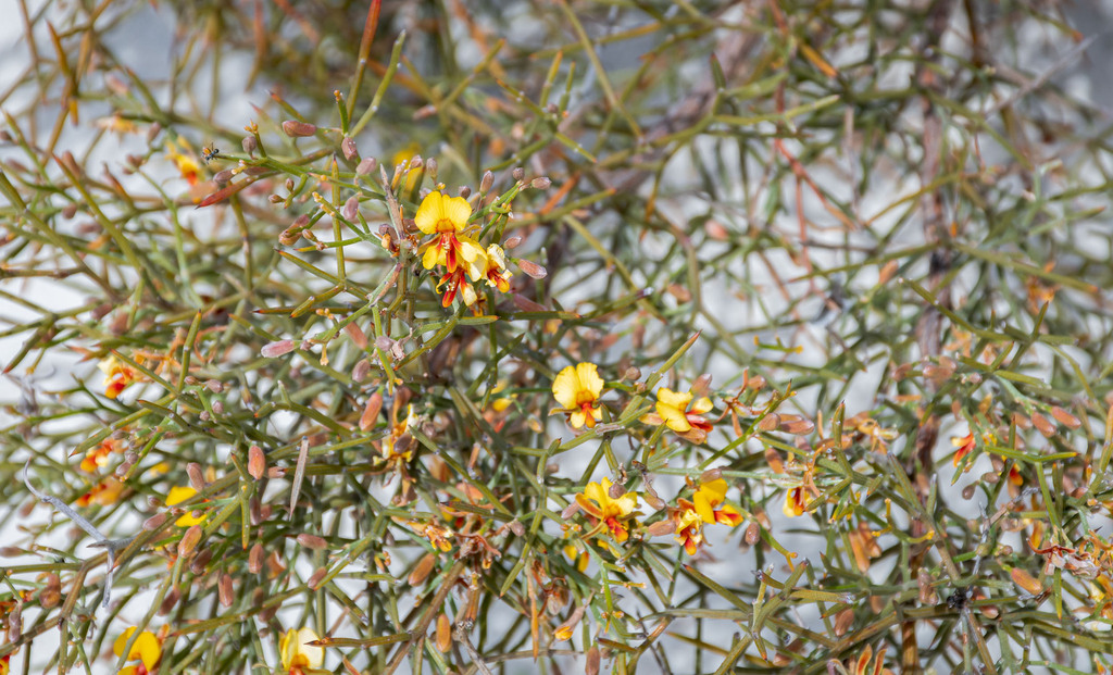 Jacksonia spinosa from Cape Le Grand WA 6450, Australia on October 19 ...