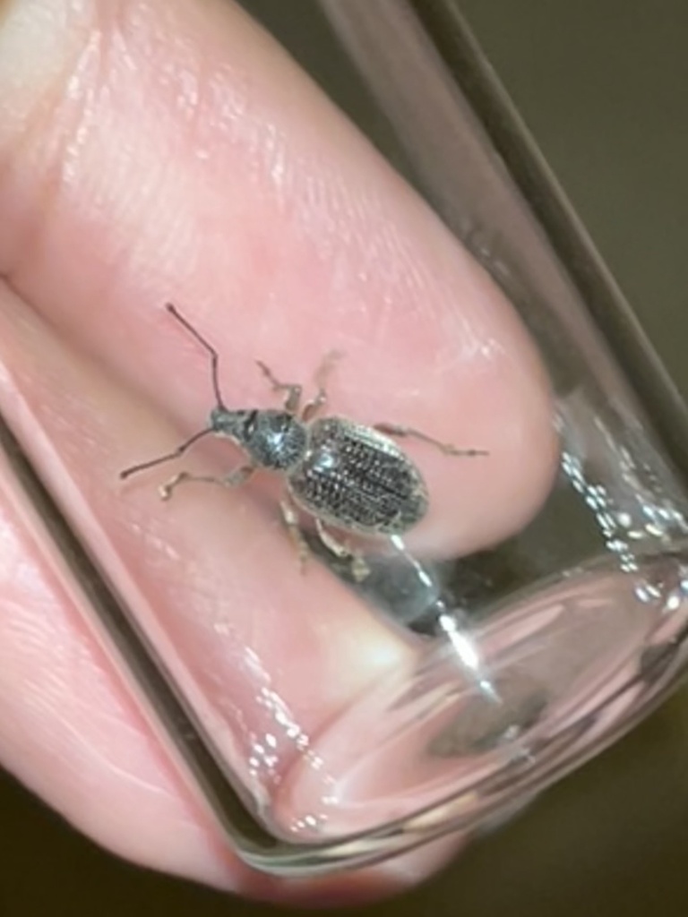 Cribrate Weevil from Vineyard Rd, Novato, CA, US on September 21, 2024 ...