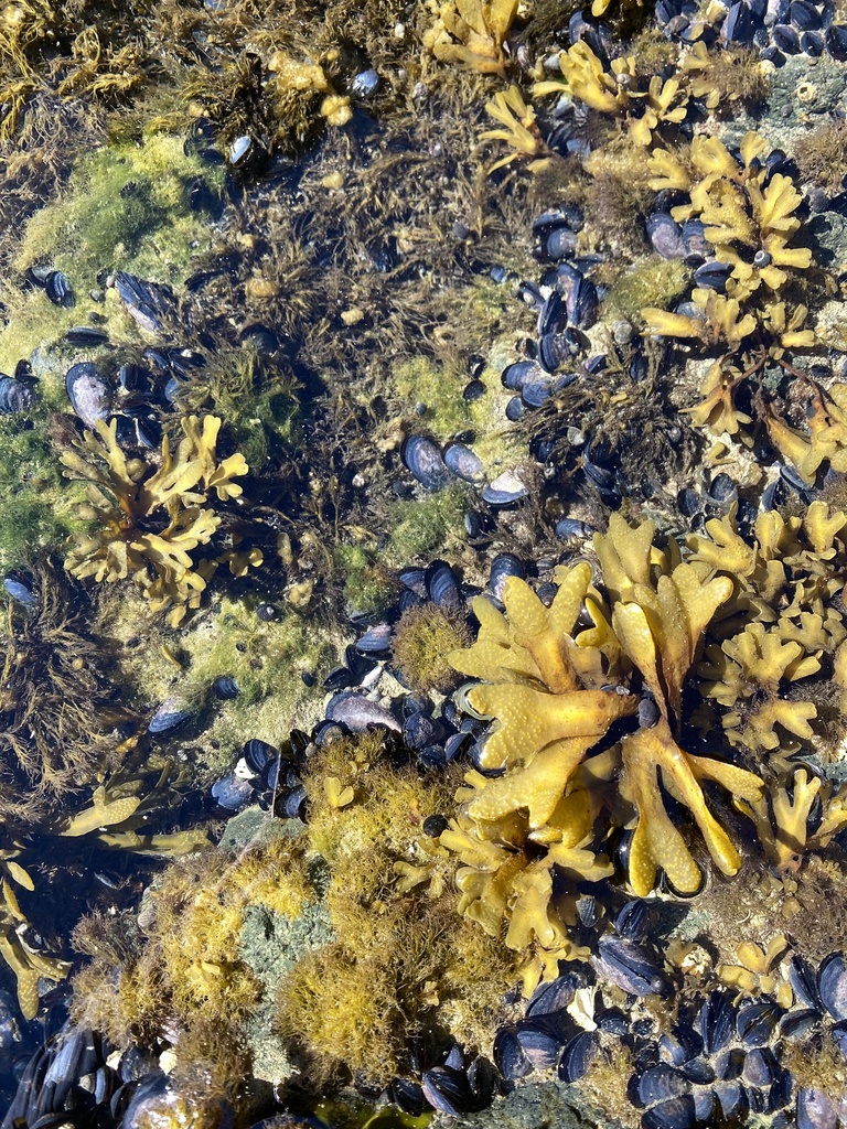 Northern Bay Mussel from Juneau, AK, USA on September 14, 2024 at 01:44 ...