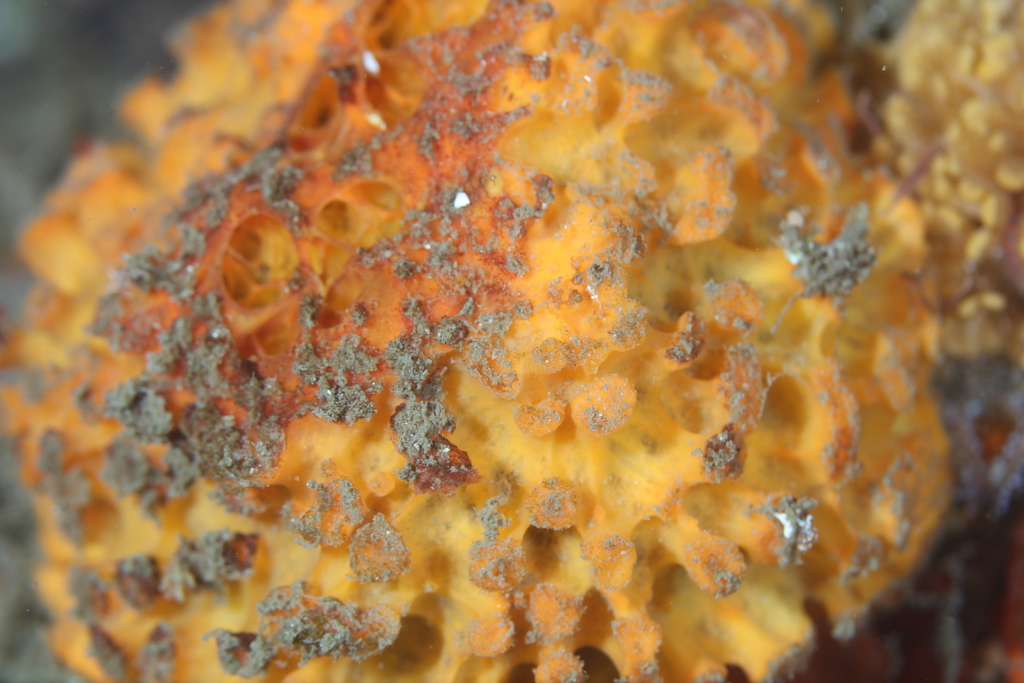 orange puffball sponge from Santa Barbara County, CA, USA on June 29 ...