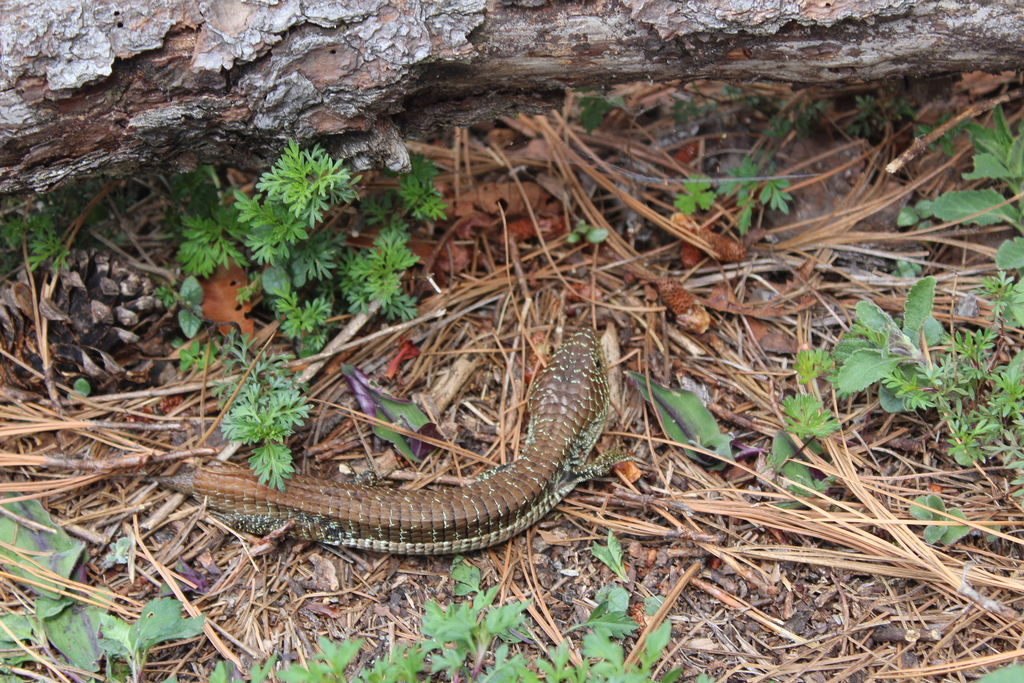 Oaxaca Alligator Lizard from Oaxaca, MX on June 25, 2019 by jose ...