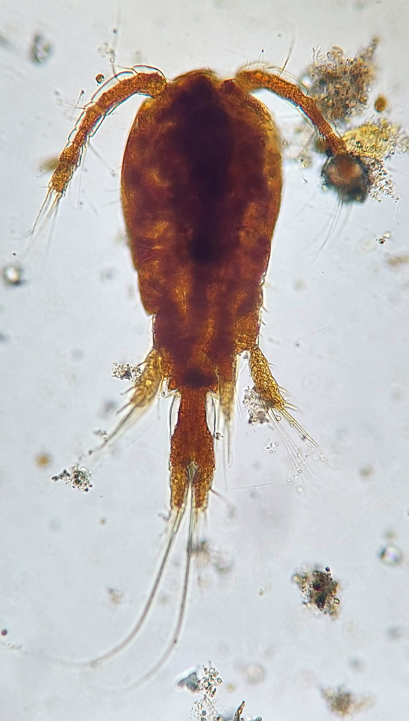 Cyclopoid Copepods from Talegalla Weir QLD 4650, Australia on September ...