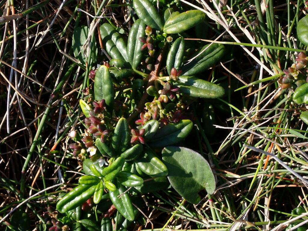 Zieria prostrata from Sandy Beach NSW 2456, Australia on September 21 ...