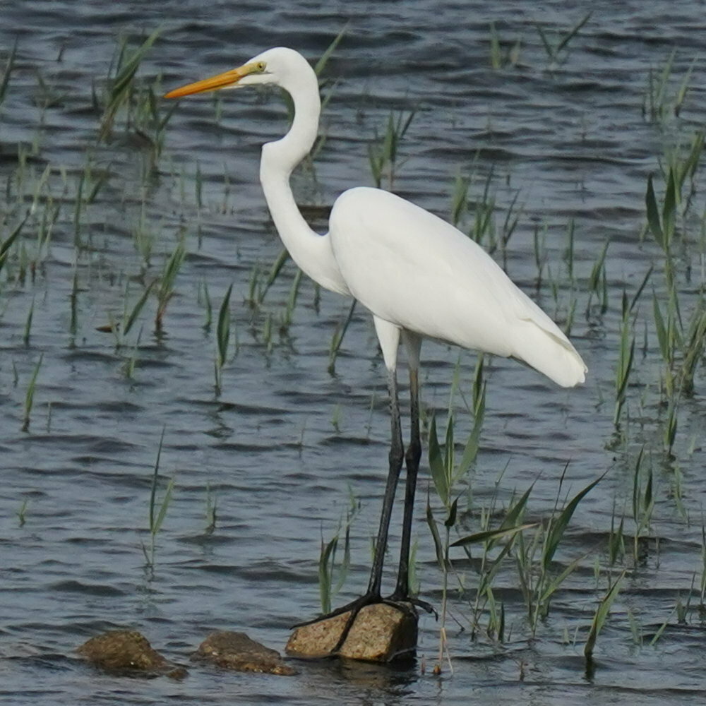 Great Egret from Osaka Nanko Bird Sanctuary, 3-chōme-5-30 Nankōkita ...