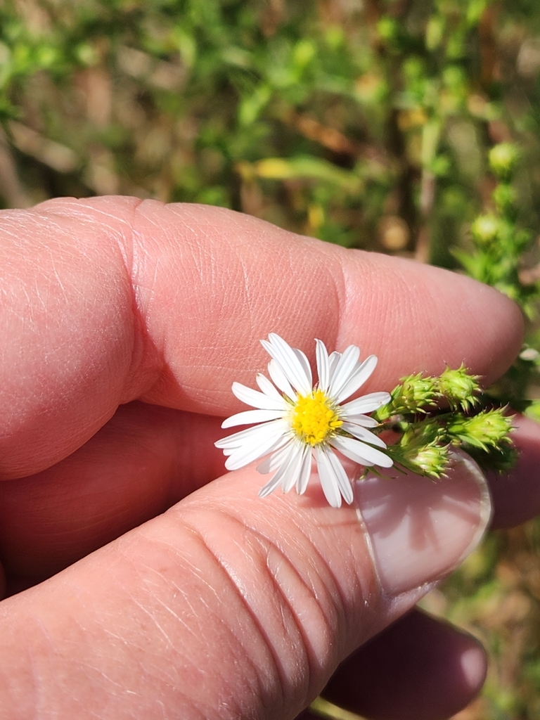 hairy white oldfield aster from C3XH+W8, Gosnold, MA 02713, USA on ...