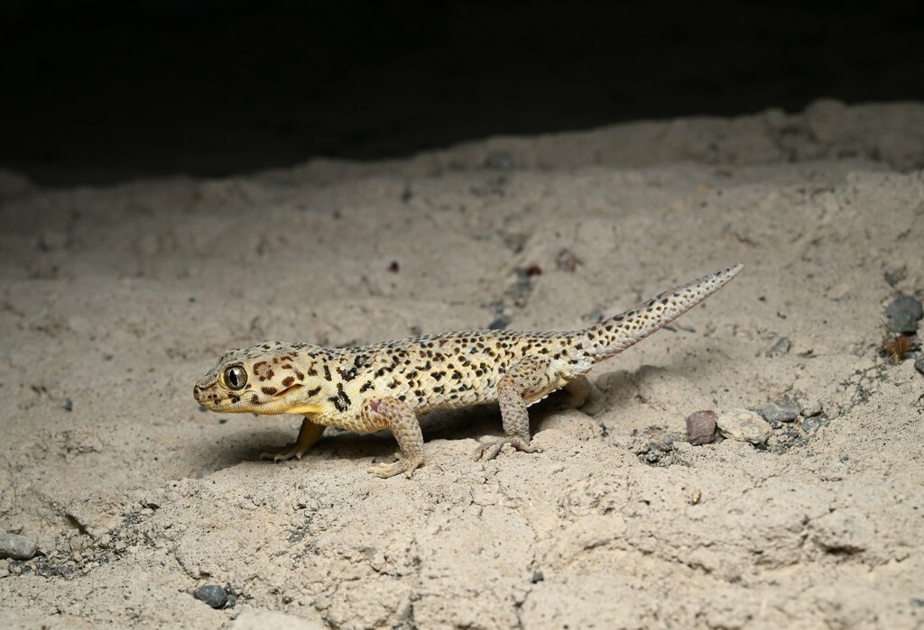 Tibetan Wonder Gecko in June 2024 by Yexingcha · iNaturalist