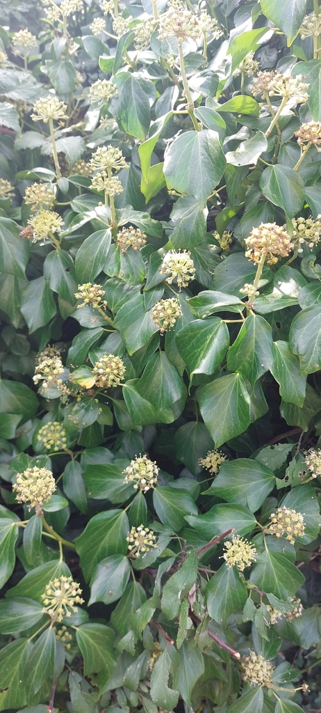 common ivy from Mount Batten Pier, Mount Batten, Plymouth PL9 9SJ, UK ...