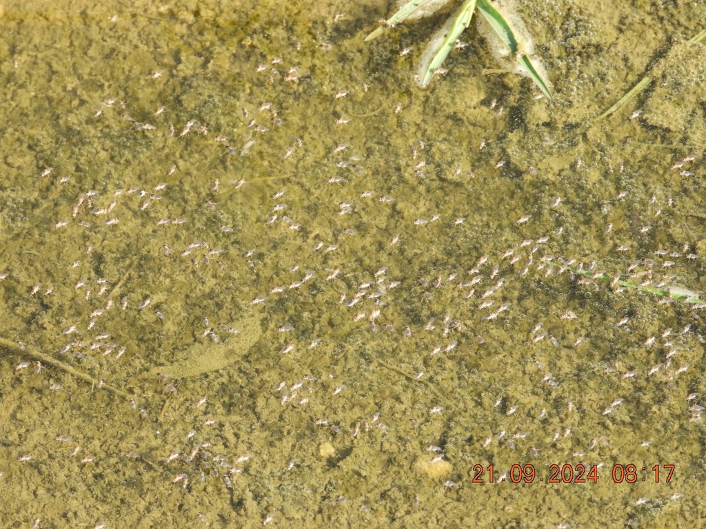 Winged and Once-winged Insects from Kelavarapalli, Tamil Nadu 635109 ...