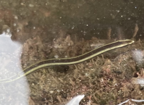 Pez lombriz colibandera (Clarkichthys bilineatus)