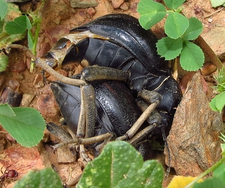 Striped Toktokkie in September 2020 by Marion Maclean. Mating ...