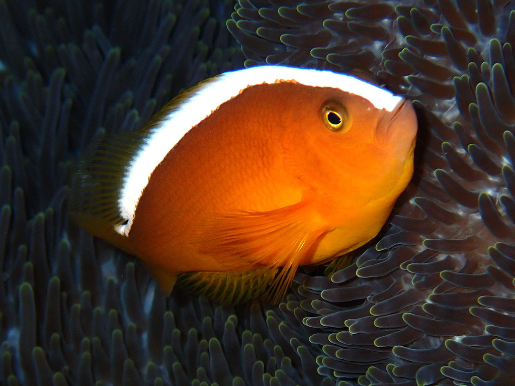 Orange Skunk Anemonefish from Lembeh Magic rock on September 9, 2024 at ...