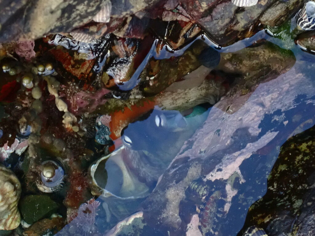 Common Sydney Octopus from Woolgoolga NSW 2456, Australia on September ...