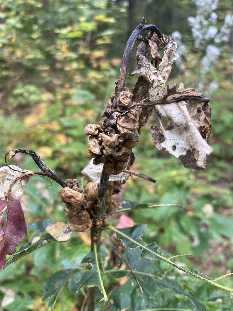 Oak Fig Gall Wasp in September 2024 by Dan MacNeal · iNaturalist