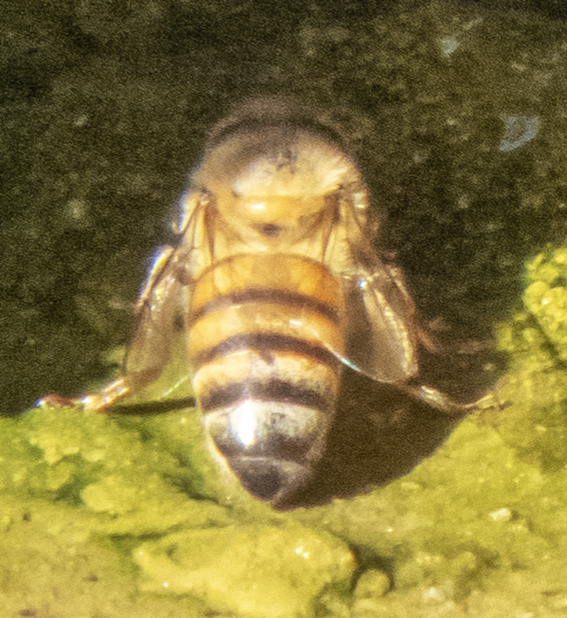 Western Honey Bee from Ais-Ais, Namibia on September 7, 2024 at 03:19 ...