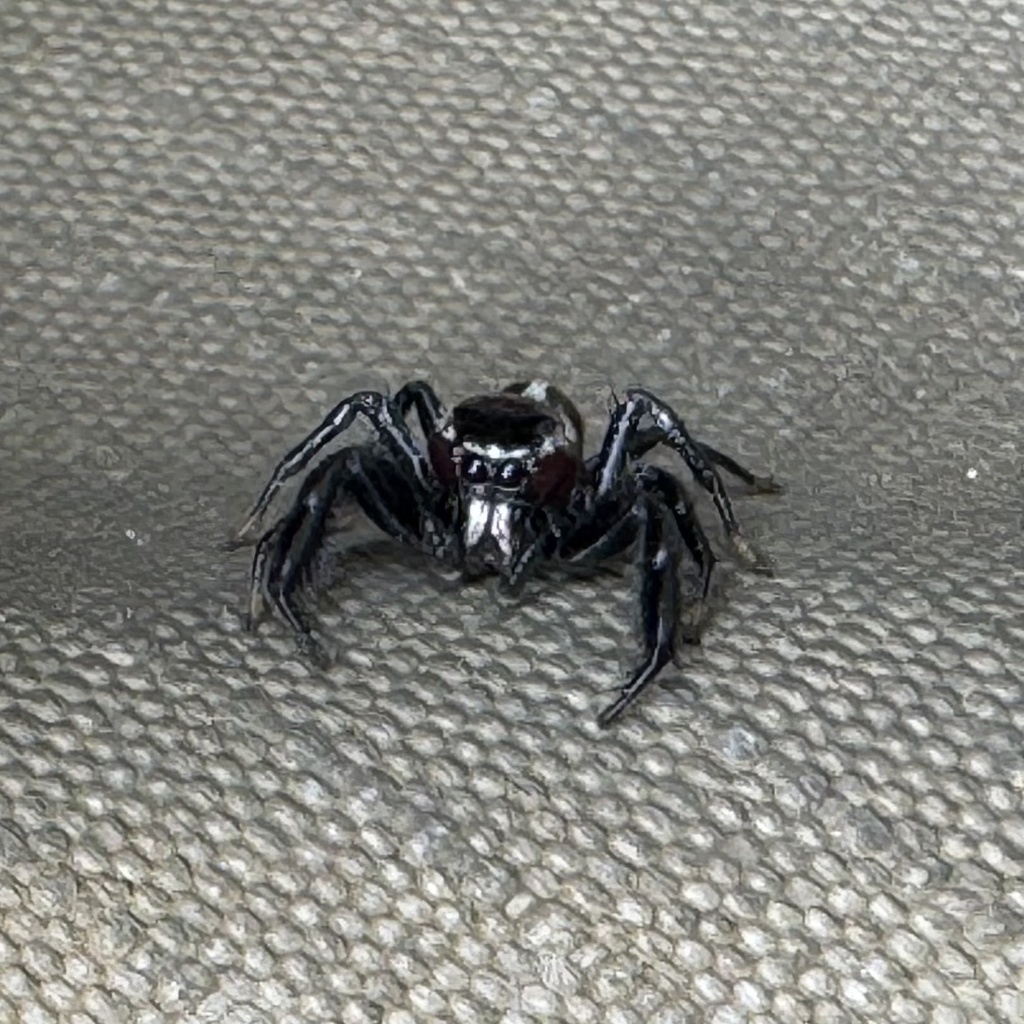 Kenyan Thyene Jumping Spider from Mbomo, Odzala-Kokoua, CG-CO, CG on ...