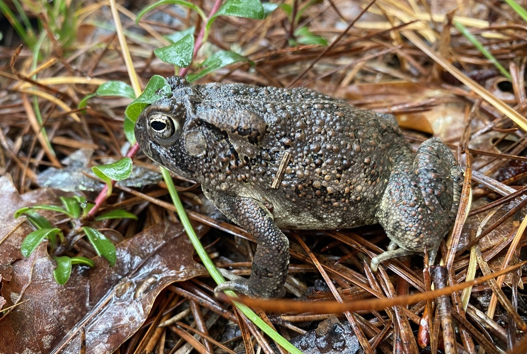 American Toad from Cape Cod National Seashore, Wellfleet, MA, US on ...