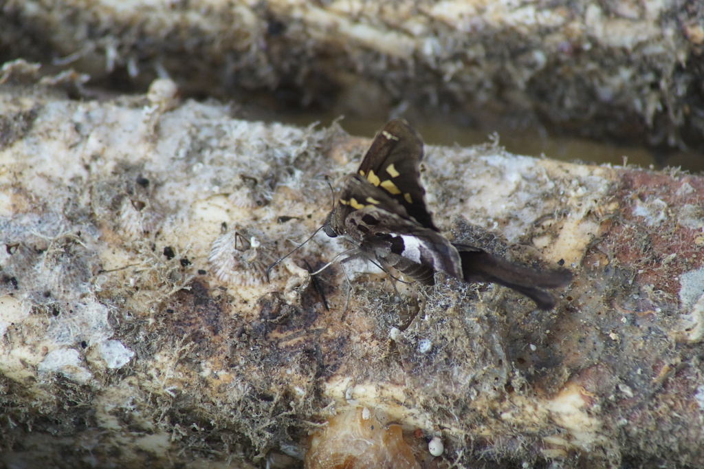 Zilpa Longtail from Santa María Huatulco, Oax., México on September 17 ...